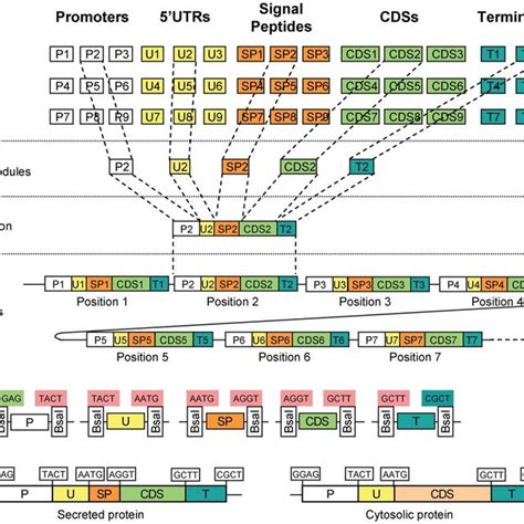 Pdf A Modular Cloning System For Standardized Assembly Of Multigene Pdf A Modular Cloning System For Standardized Assembly Of Multigene
