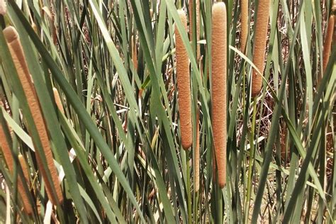 Top Brown Plants I Varieties And Uses