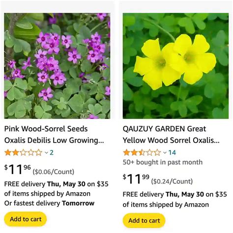 Plant Faqs Oxalis Corniculata Creeping Woodsorrel