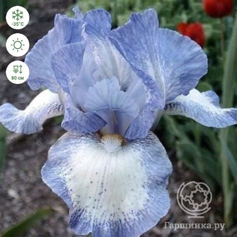 Ирис бородатый Фротингслош купить в Москве по низкой цене интернет
