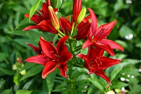 유토이미지 붉은백합꽃