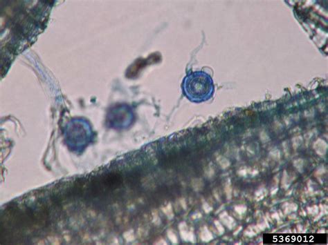 Pythium Diseases Genus Pythium