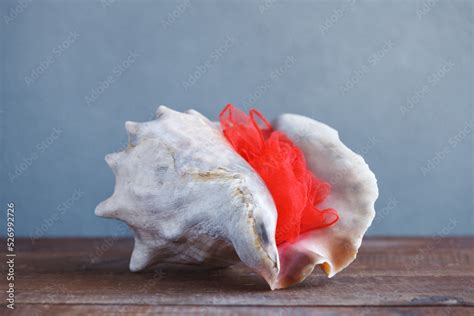 Conch Shell With Red Soft Fabric Shaped As Woman Vagina Intimate And Erotic Consept Vulva