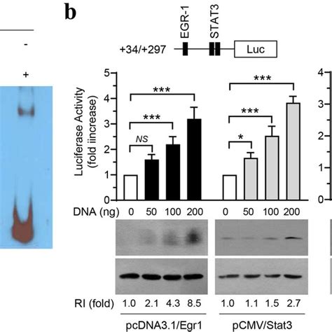 The Dna Binding Activity Of Egr 1 To The Putative Ebs In Pomc A