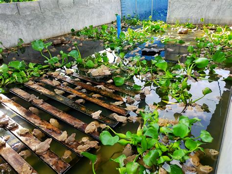 กลุ่มคนเลี้ยงกบ เชียงใหม่ เชียงราย ลำพูน