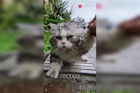 捡个猫家人们他长得有点好看他很想跟我回家