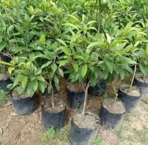 2 Feet Chiku Fruit Plant At ₹ 110 Piece In Araria Id 2856362847897