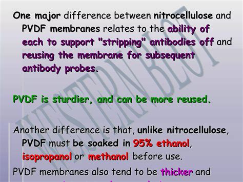 Western Blot PPT