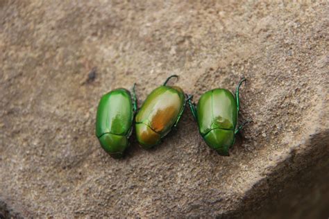 June Bugs Types Photos Facts How To Get Rid Of Them