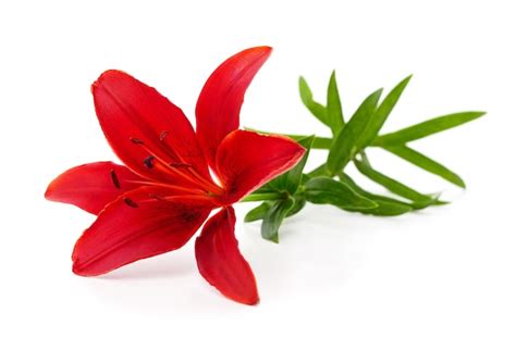 Beautiful Red Lily Premium Photo