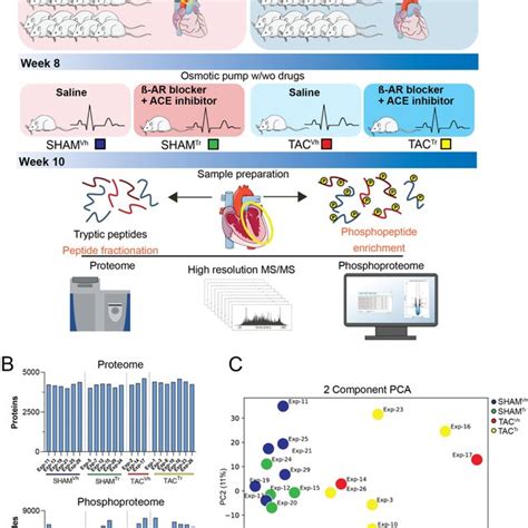 Experimental Design And Proteomics Workflow A Mice Received Either A Download Scientific