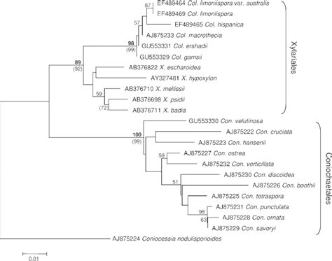 nj tree based on partial lsu rdna d1 d2 sequences bootstrap values