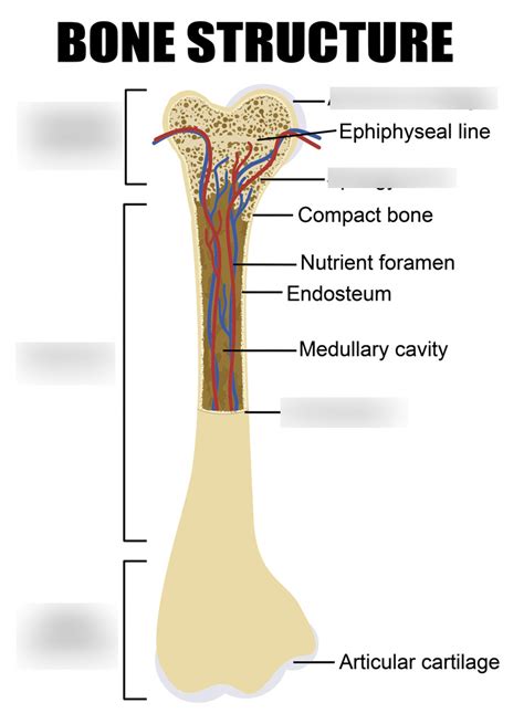 Long Bone Structure Diagram Quizlet