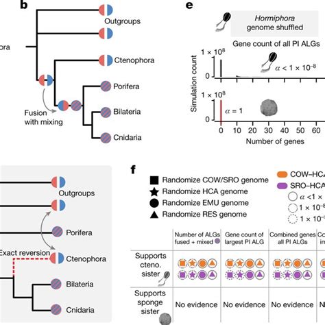 Phylogenetic Analysis Of Patterns Of Conserved Synteny And Alternative