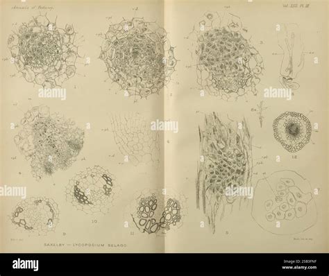 Annals Of Botany London Botany Periodicals Plants This Collection Features Detailed