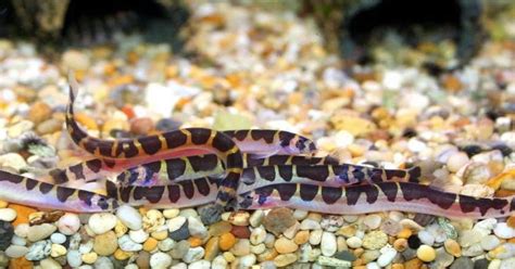 Kuhli Loaches A Complete Guide To Care And Tank Setup