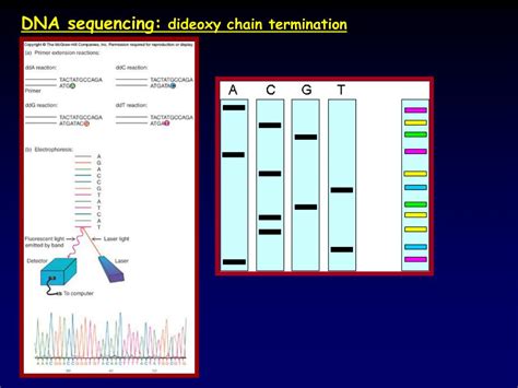 ppt dna sequencing dideoxy chain termination powerpoint presentation