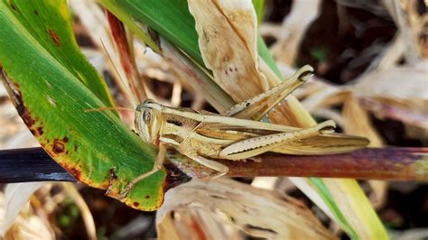 Grasshopper Price List At Hannah Cadell Blog