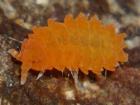 what kind of bug is this looks like a raspberry almost r whatsthisbug