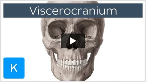 Human Skull Information