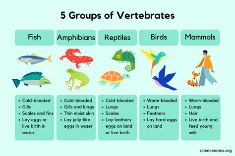 the five groups of vertebrates