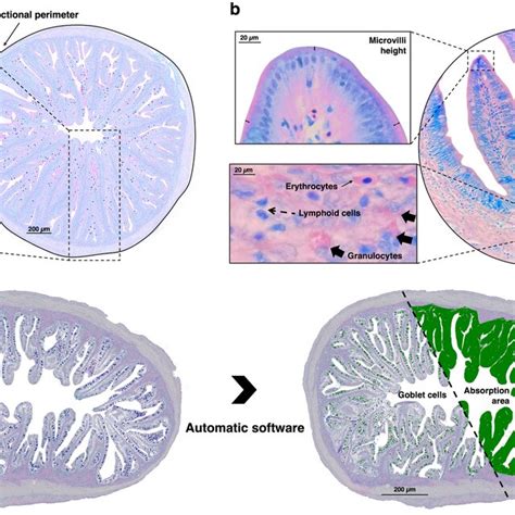 Principal Component Analysis Pca Biplot For All Variables Analysed Download Scientific