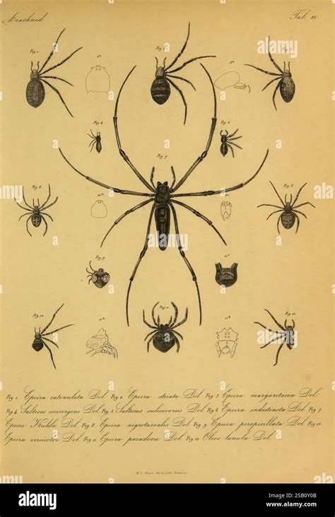 Bijdrage Tot De Kennis Der Arachniden Van Den Indischen Archipel