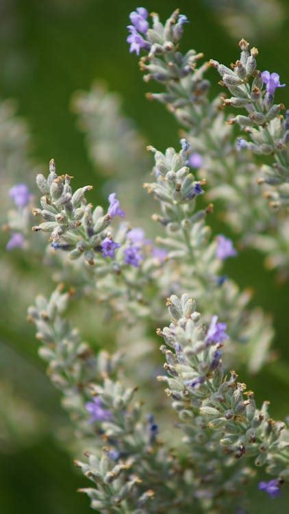 개화한 라벤더 꽃의 클로즈업 · 무료 스톡 사진