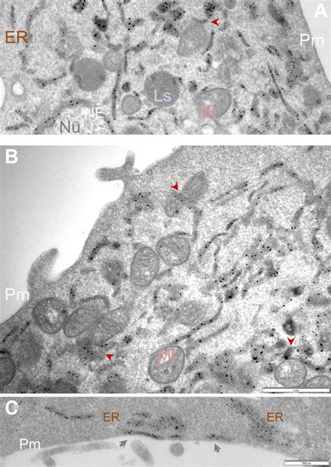 Apex2 Enhanced Gold Particle Em Detects Sig1r Localization In The Er Download Scientific