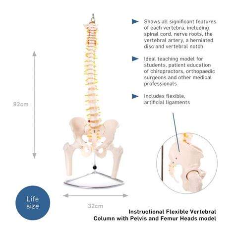 Anatomical Models Supplier New Zealand Whiteley Allcare Whiteley