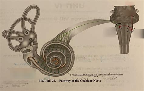 Figure 22 Pathway Of The Cochlear Nerve Diagram Quizlet