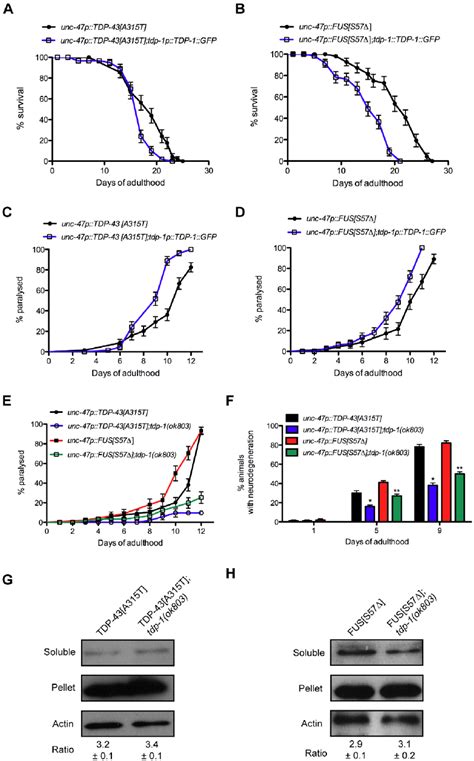 Tdp 1 Regulates Mutant Tdp 43 And Fus Proteotoxicity In C Elegans