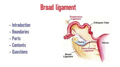 Broad Ligament Youtube