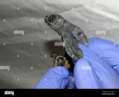 This Image Taken On Monday Aug 15 2016 By Anton Dohrn Zoological