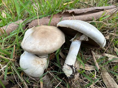 Agaricus Xanthodermus Print Cactilicious