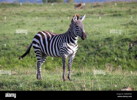 One Zebra In The Green Landscape Of A National Park In Kenya Stock