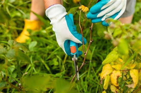 Premium Photo A Gardener Manually Cuts A Raspberry Bush With A Bypass Pruner Pruning Of