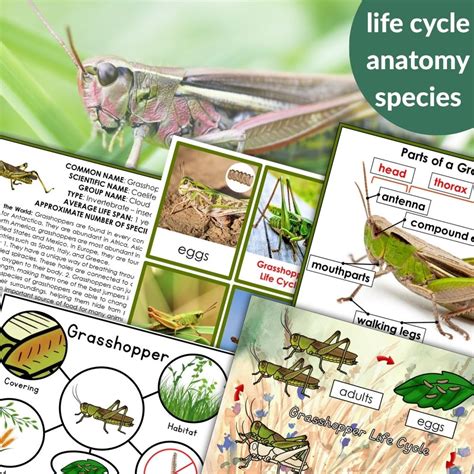 Parts Of A Grasshopper Life Cycle Activities Montessori Nature