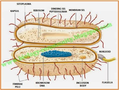 REPRODUKSI SEXUAL BACTERI TRANSDUKSI