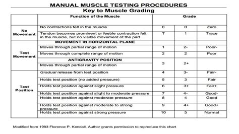 Manual Muscle Testing Assessment And Grading Pptx