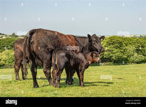 black Aberdeen Angus cows Stock Photo - Alamy