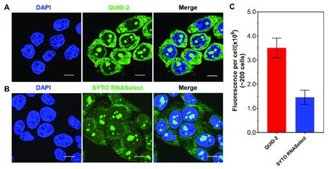 A Imaging Of Fixed Hela Cells Stained With Quid−2 0 5 μm λex 488 Download Scientific