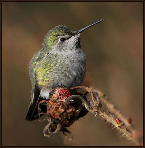 Птичка с длинным носом 46 фото красивые фото и картинки Pofoto Club