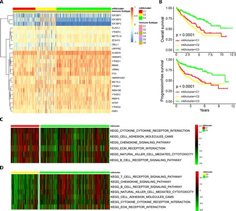 M 6 A Modification Patterns In Ccrcc And Biological Characteristics Of Download Scientific