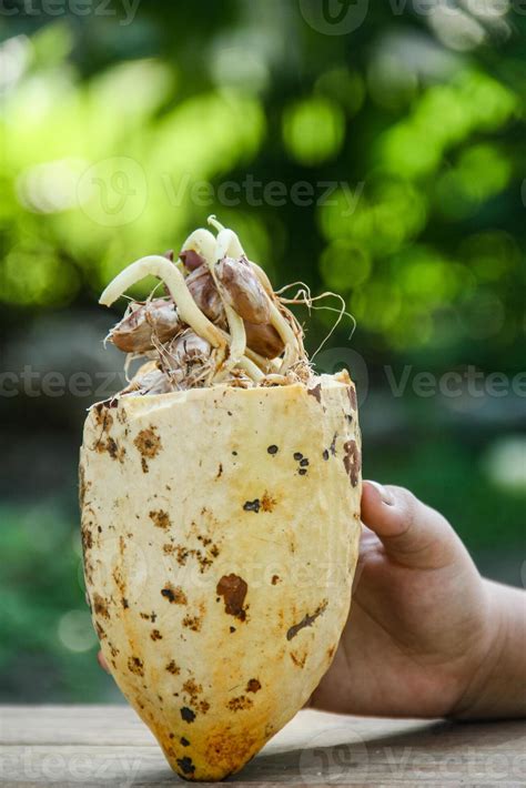 Cocoa Seeds Or Cocoa Sprouts That Live Inside The Fruit 47930944 Stock