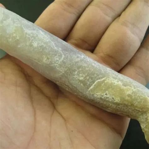 Crocodile Genital Fossil Type D Healing Crystal Stones Fossilized Crocodile Genitals