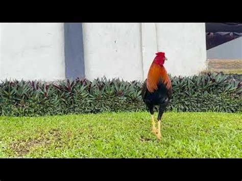 Yellow Legged Hatch X 226 Abello Youtube