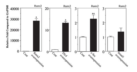 Effects Of Runx2 Dlx5 C Src Or Smad1 Overexpression On Runx2 Mrna Download Scientific Diagram