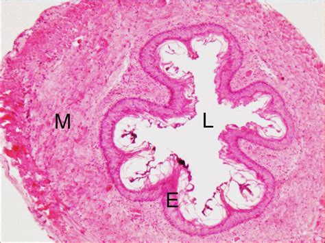 Corte Histológico Transversal Colores Y Aromas De Trini