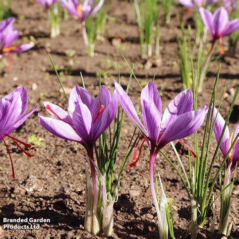 Crocus Sativus Saffron Thompson And Morgan